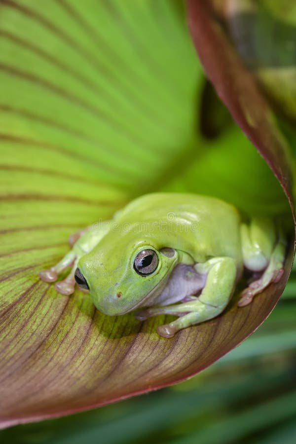 White tree frog stock image. Image of tropical, night - 163497061