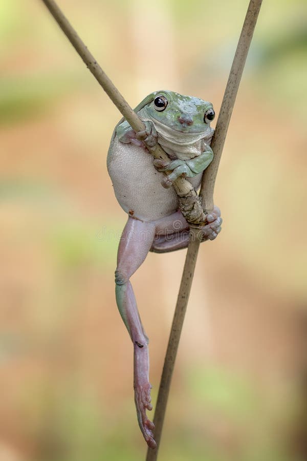 White tree frog stock photo. Image of night, tropical - 163497062