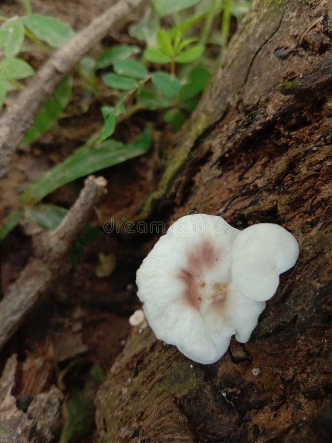 White Tree Fungus that Grows Wild Stock Image - Image of soil, leaf ...