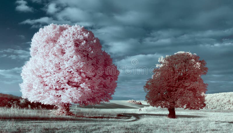 White tree stock image. Image of rural, majestic, single - 132940833