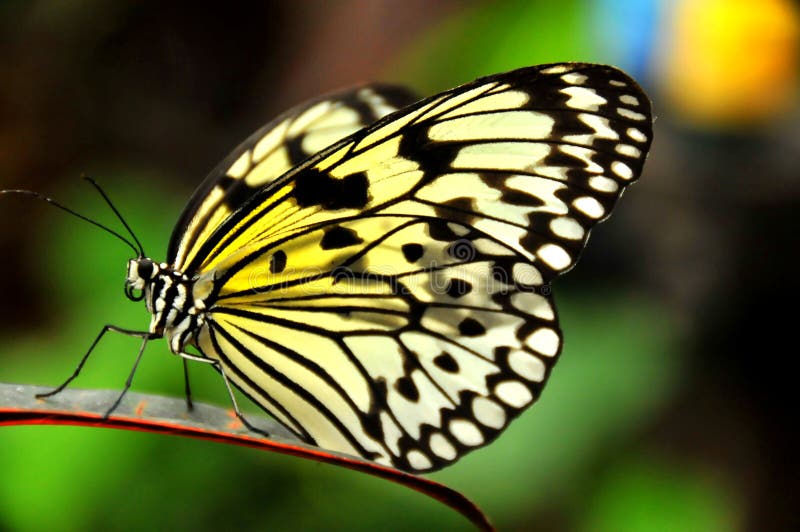 The white tree nymph stock photo. Image of beauty, translucent - 8226156