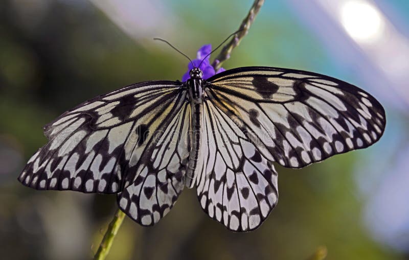 White Tree Nymph Butterfly 1 Stock Photo - Image of fragile, plant ...
