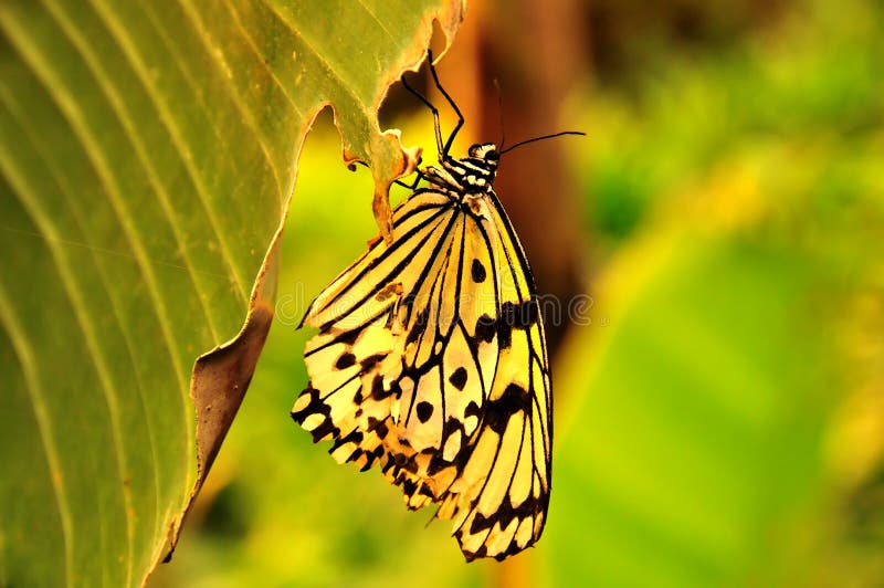 White Tree Nymph stock photo. Image of papilionidae, colours - 6609560