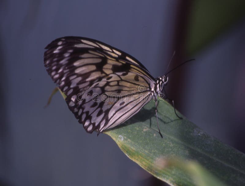 Moth nymph stock photo. Image of delicate, fragile, animal - 5478918