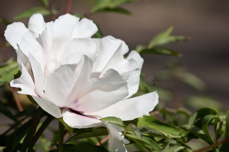 White tree peony stock photo. Image of spring, grow - 118502452