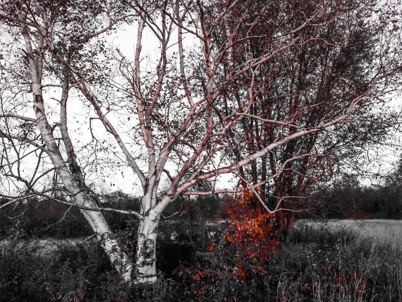 White tree stock image. Image of outdoors, nature, tree - 46664975