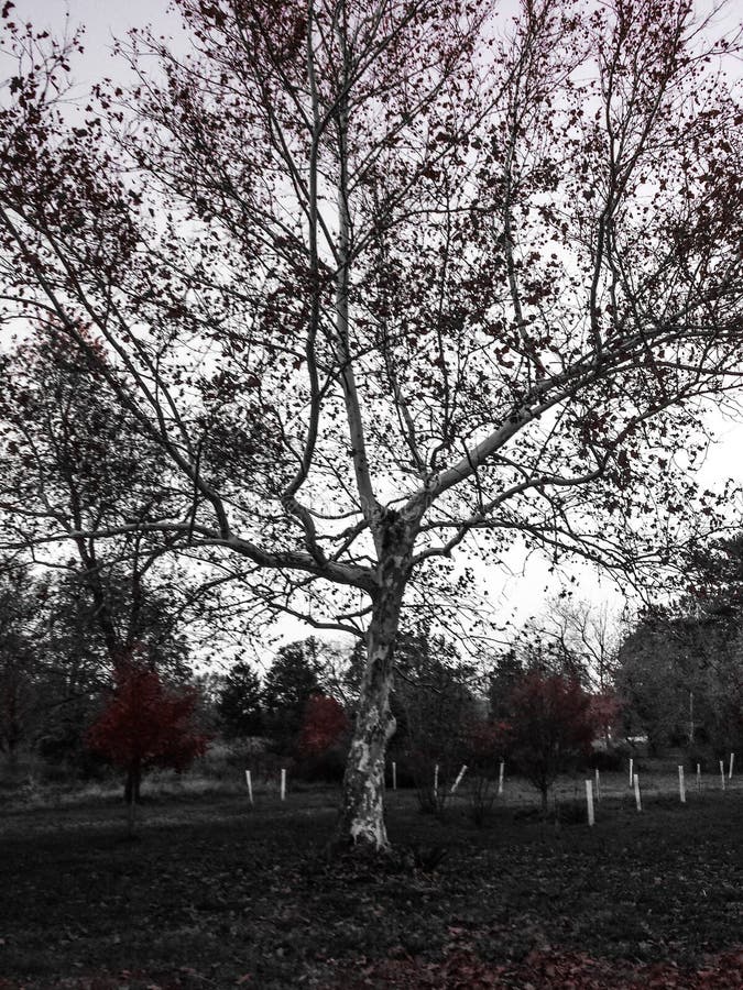 White tree stock image. Image of grove, plant, outdoors - 46664985