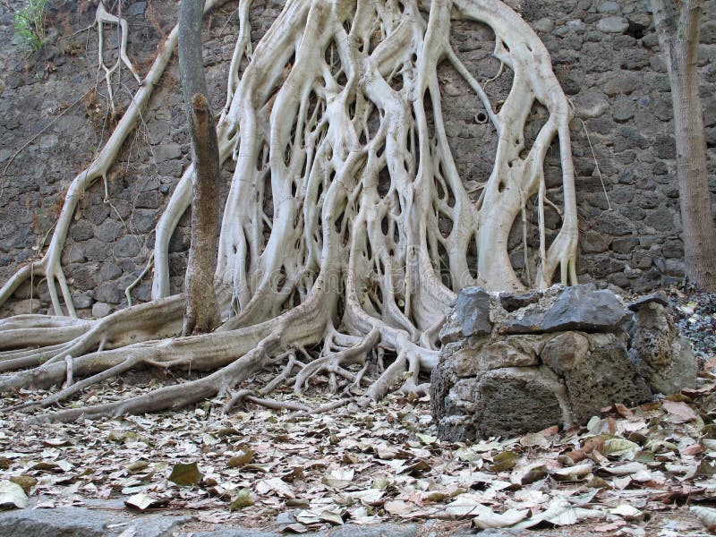 White Tree Roots stock photo. Image of branch, root, wall - 600602