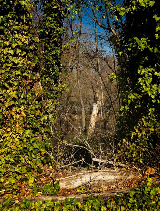 White Tree Stump Framed by Vine Covered Trees Stock Image - Image of ...