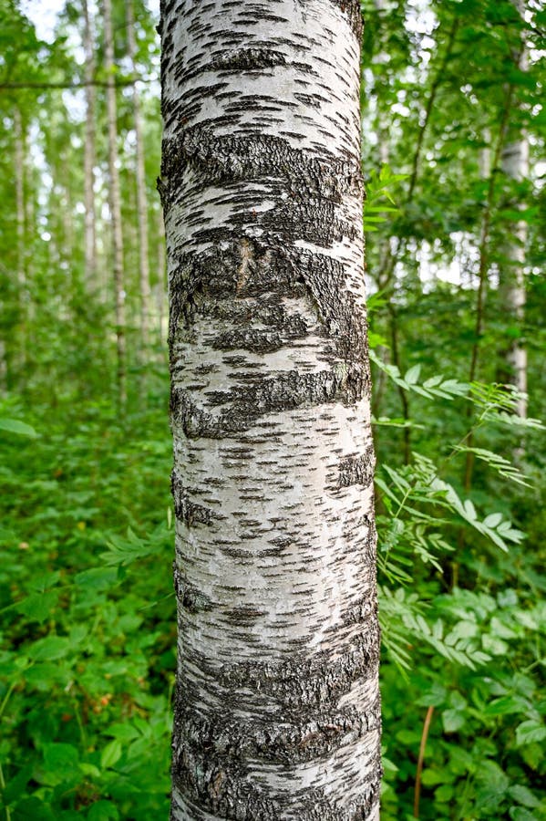 White Tree Trunk of Birch in Forest Stock Image - Image of nature ...