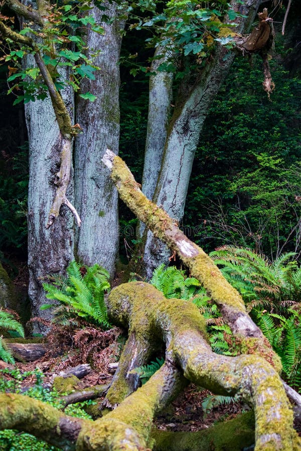 White Tree Trunk with Mossy Old Branches and Trunks on Ground Stock ...