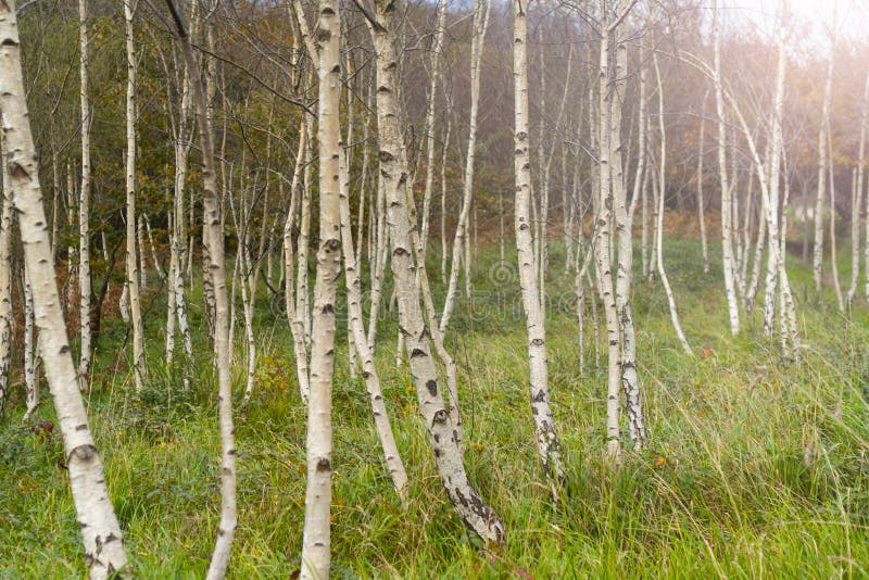 White Tree Trunks in a Birch Grove with Green Grass Stock Photo - Image ...