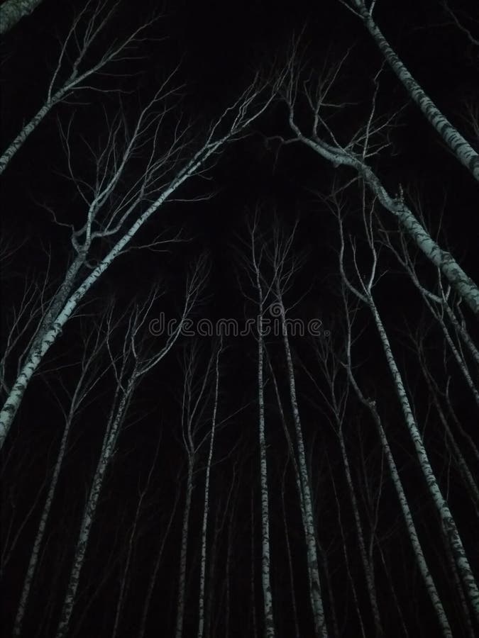 White Tree Trunks Crowns in the Night Sky on a Black Background Stock ...