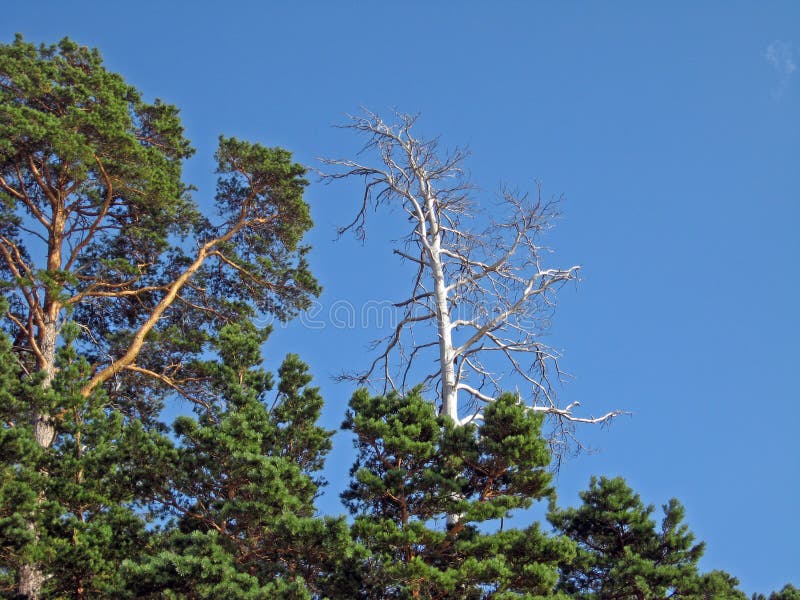White tree stock image. Image of nature, bark, white - 150801703