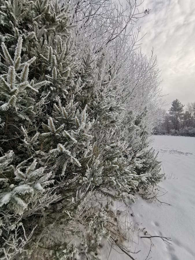 White tree in Winter stock photo. Image of freezing - 178485692