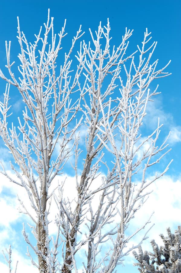 White trees stock image. Image of season, cool, environment - 16395945