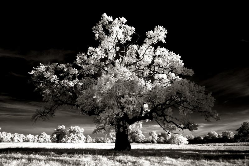 White trees stock image. Image of nature, wielkopolska - 25798167