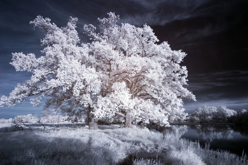 White trees stock image. Image of wielkopolskie, park - 25798185
