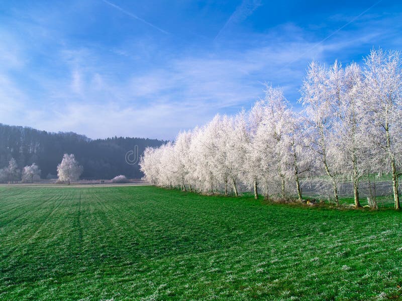 White Trees stock image. Image of scene, vegetation, unique - 4222737