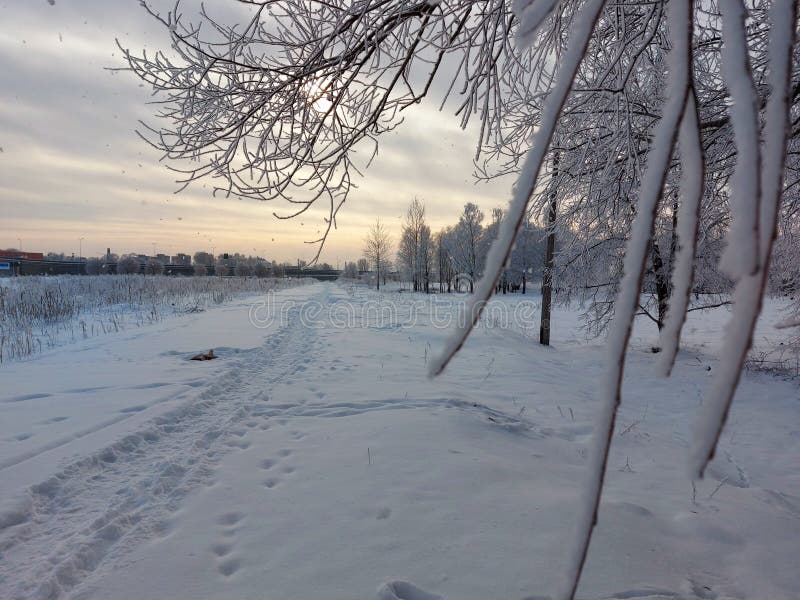 White Trees Around and a Path Going into the Distance Stock Photo ...