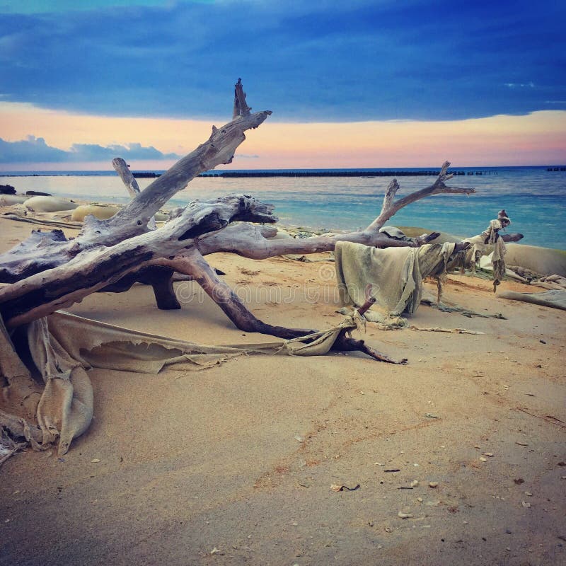 White trees stock image. Image of white, trees, island - 52752425