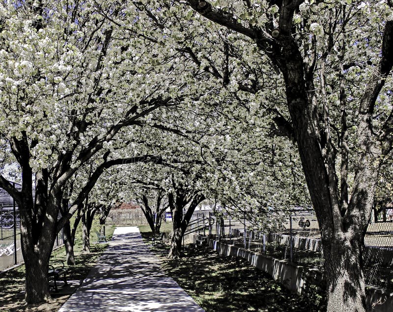 White Trees stock photo. Image of sidewalk, shadows - 181977396