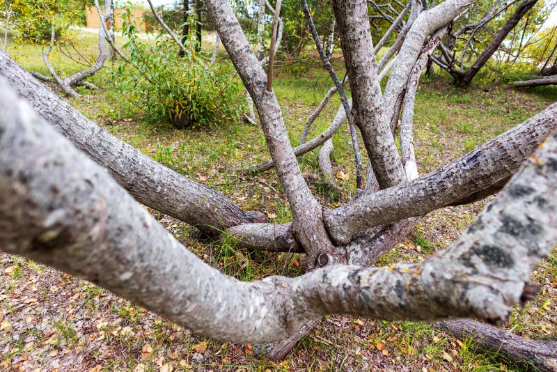 White Trees Growing in a Park in Green Grass Stock Image - Image of ...