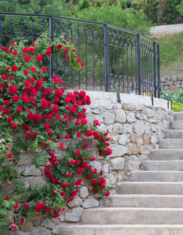 White Trellis Supporting a Red Rose Vine. Stock Image - Image of pedal ...