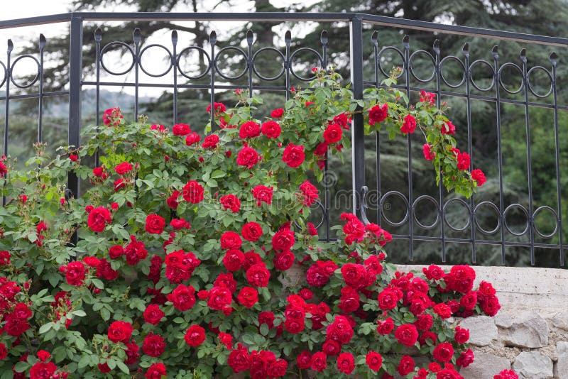 Red Rose Trellis stock image. Image of blossom, graceful - 964729