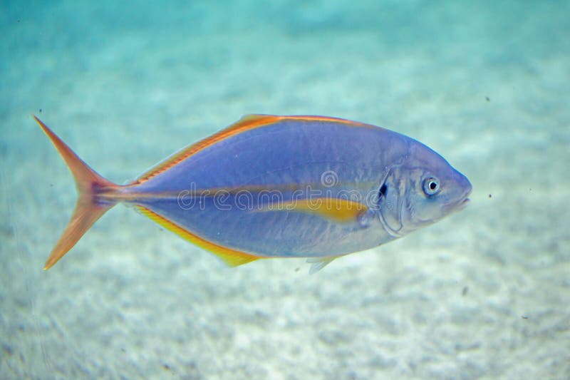 White Trevally, Pseudocaranx Dentex Stock Photo - Image of trevally ...