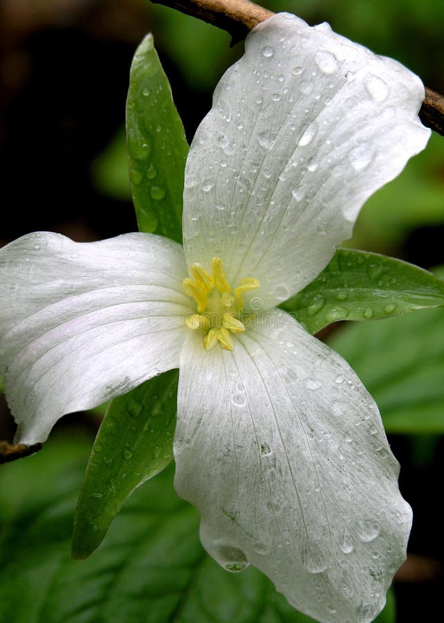 White Trillium stock photo. Image of forrest, rain, blooming - 1110382
