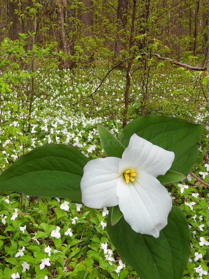 White Trillium Flower Covers a Forest Floor in Springtime Stock Image ...