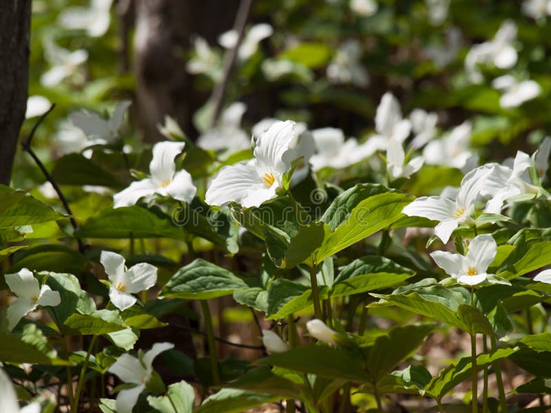 Trillium Flowers in the Early Spring. Stock Image - Image of petals ...