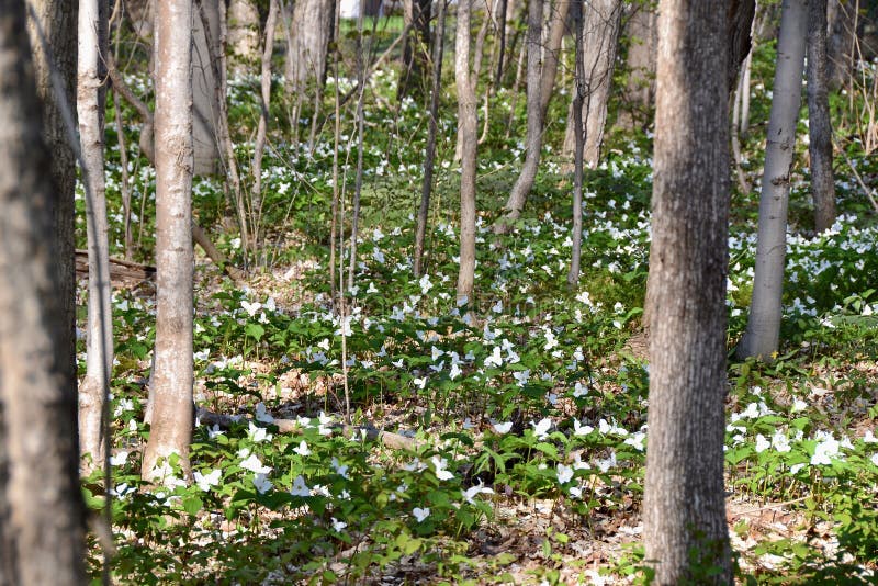 White Trillium Flowers Growing between Tree Trunks Stock Image - Image ...