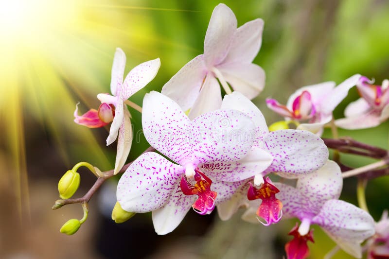 Tropical Orchid Flower (Aerides Multiflora Roxb) Bloom Stock Photo ...