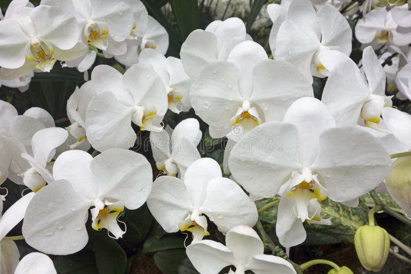 White Tropical Orchid stock photo. Image of nature, orchid - 47881638