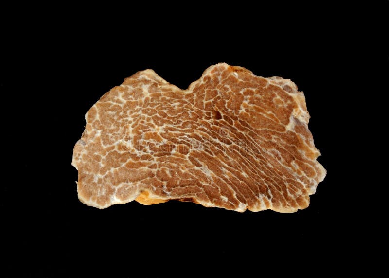 White truffle s texture stock photo. Image of closeup - 22050136