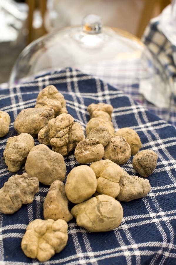 White Truffles stock photo. Image of nature, agriculture - 3330404