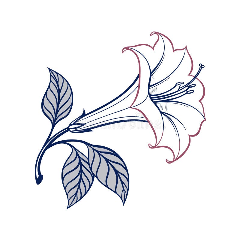 White Trumpet Flower Illustration with Bold Outline Stock Photo ...