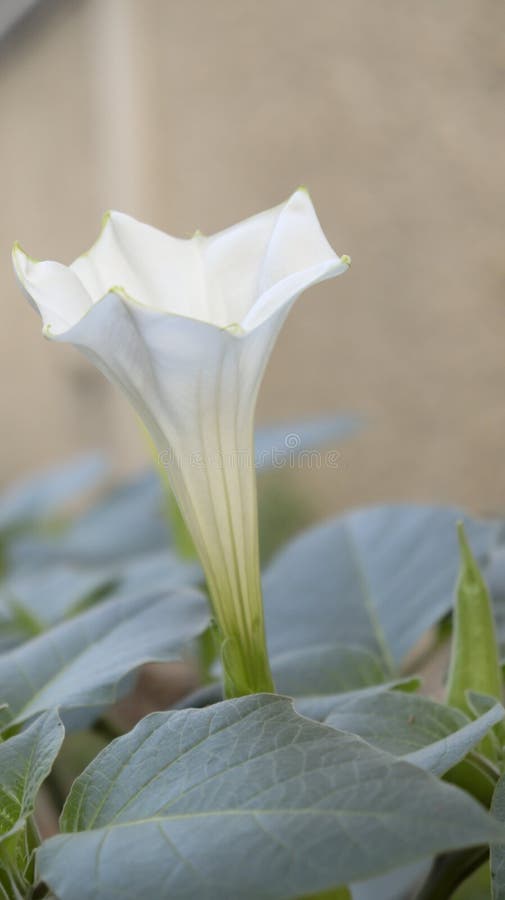 White Trumpet Flower in the Plant with Blur Stock Image - Image of ...