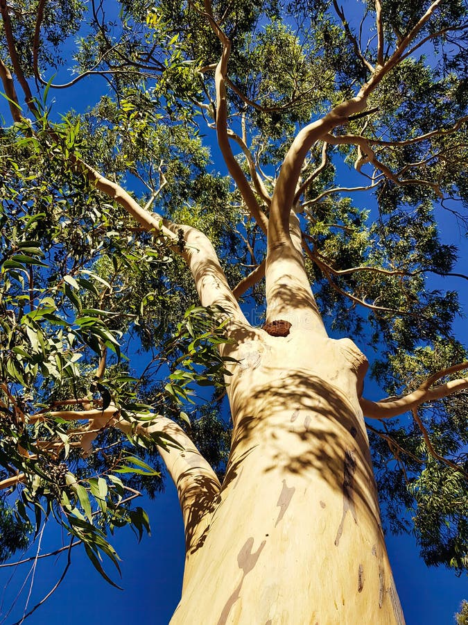 White Trunk and Branches of a Huge Eucalyptus Tree Stock Image - Image ...
