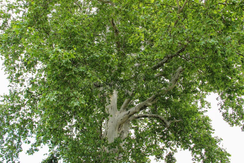White Trunk and Green Leaves of Plane Tree Stock Image - Image of ...