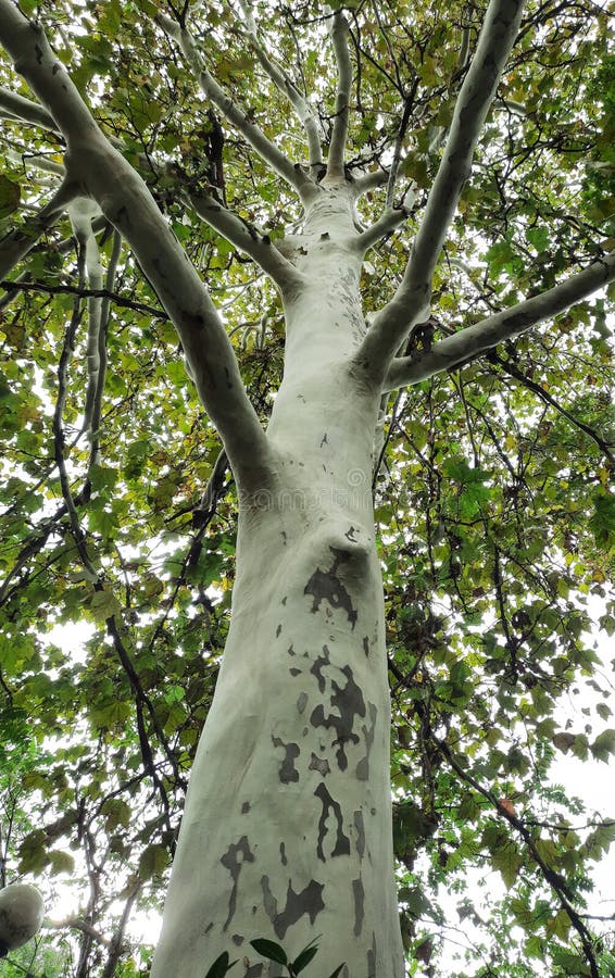 The White Trunk, with Pieces of Old Bark, of a Tall Plane Tree Stock Image - Image of tree ...