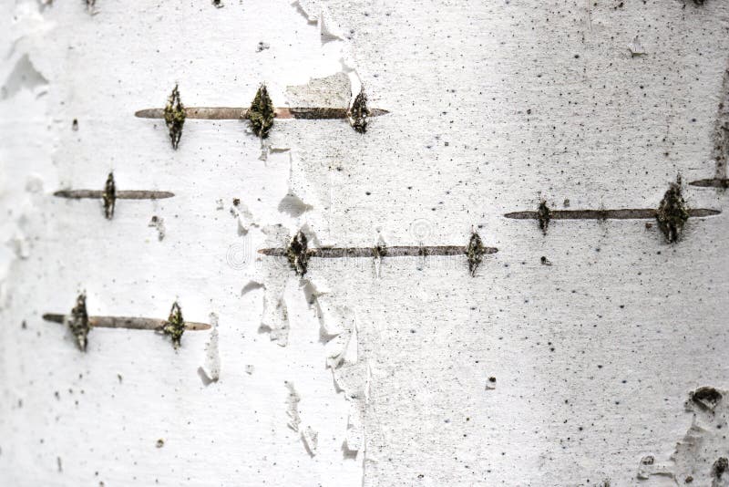 White Trunk Tree with Lines Background. Stock Photo - Image of nature ...