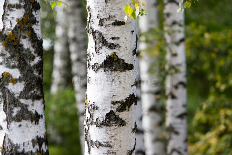 White Trunks of a Birch on the Nature Stock Image - Image of white ...