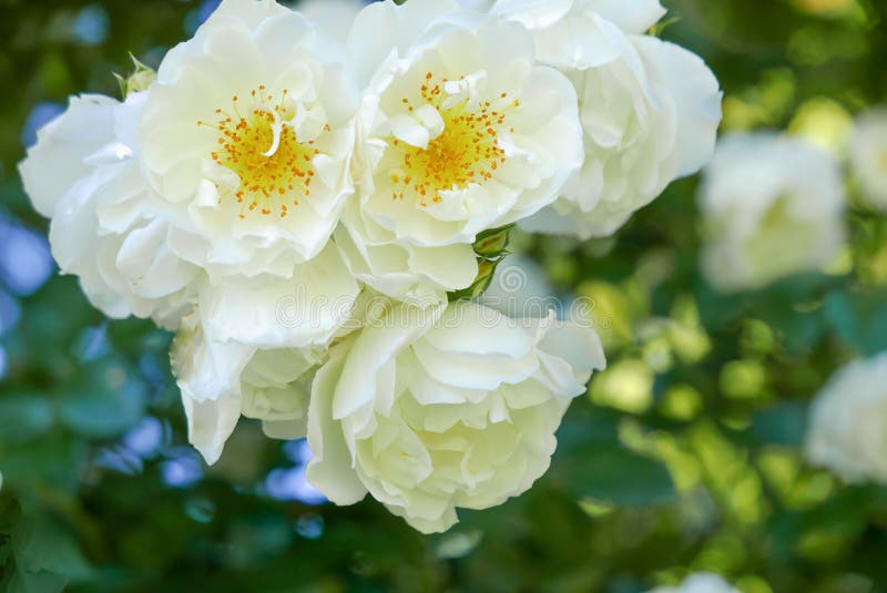 White tuber roses stock image. Image of bunch, rose, roses - 95919381