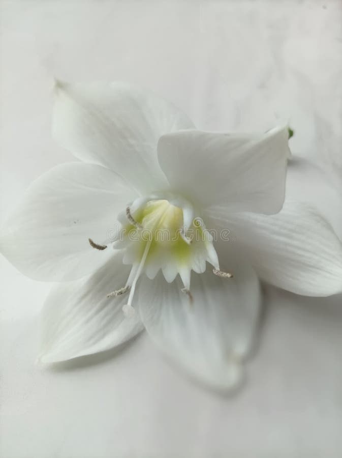 White Tuberose Flowers, One Stalk Can Grow 4 or 5 Flowers Stock Image ...