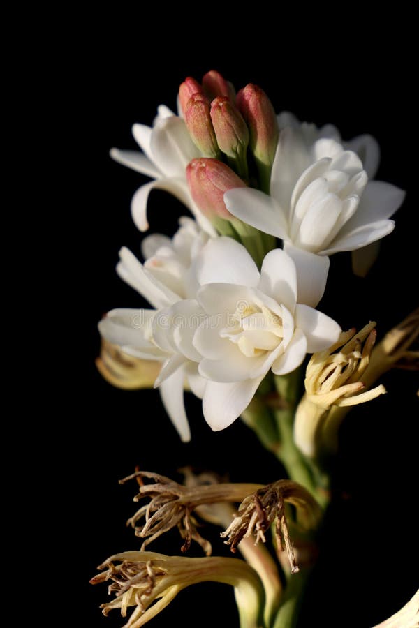 White Tuberose stock photo. Image of background, flower - 100495738