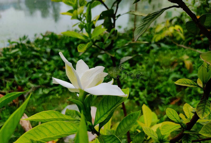 A White Tuberose with Green Leaf Editorial Image - Image of plant ...