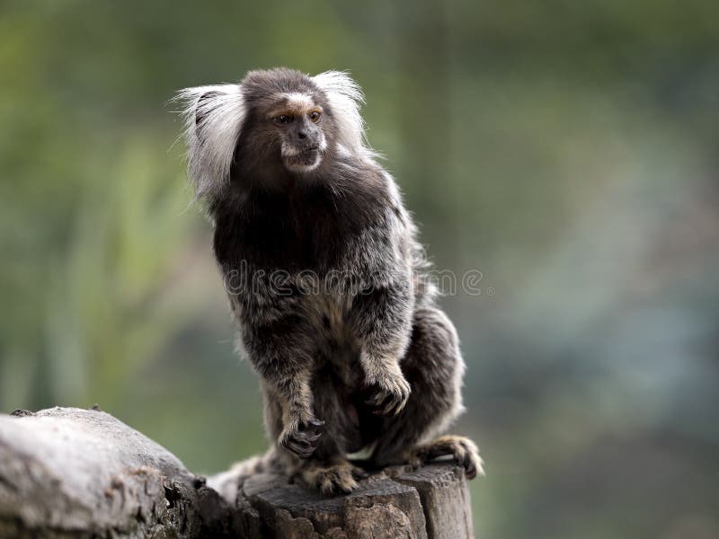 White-tufted-ear, Callithrix Jacchus, Sits on a Trunk Watching the ...